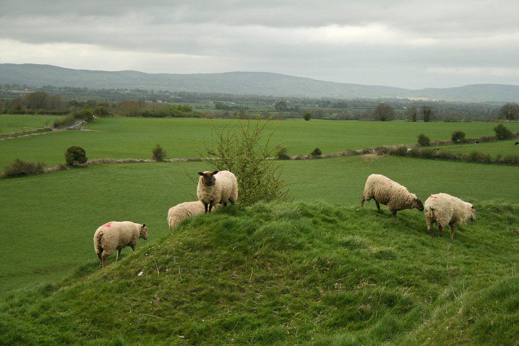Breeds of Sheep Used for Wool in Ireland – aranstorehouse